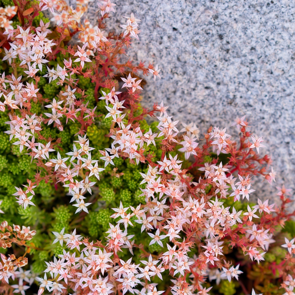 Sedum - Naturtorv