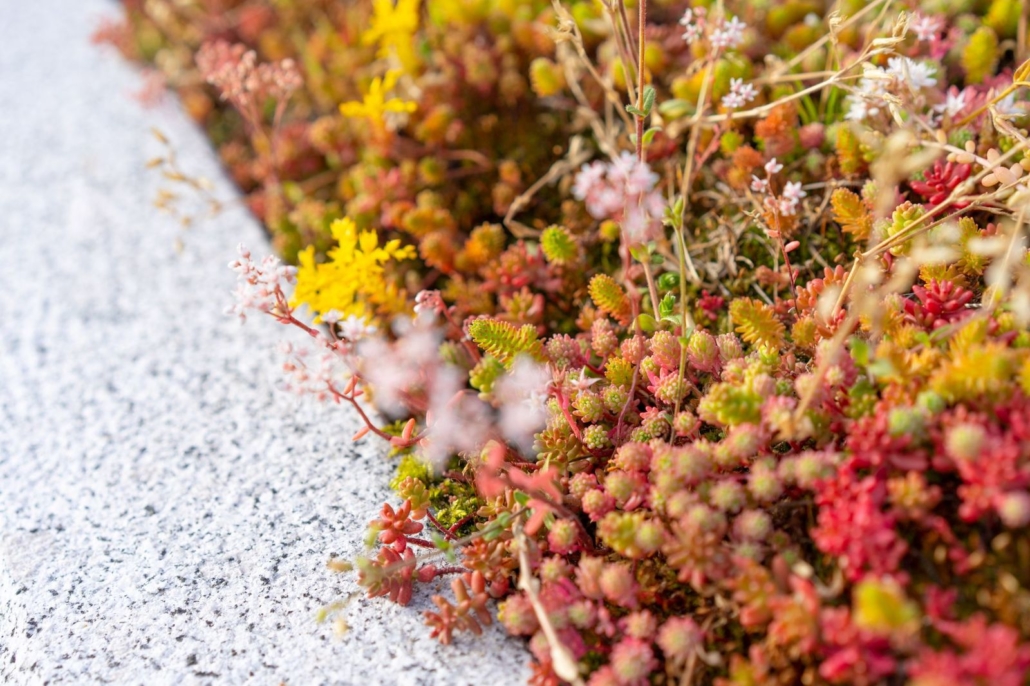Sedum - Naturtorv