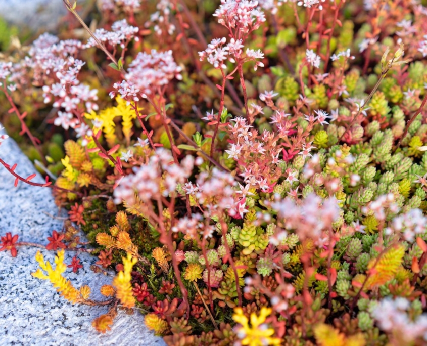Sedum - Naturtorv